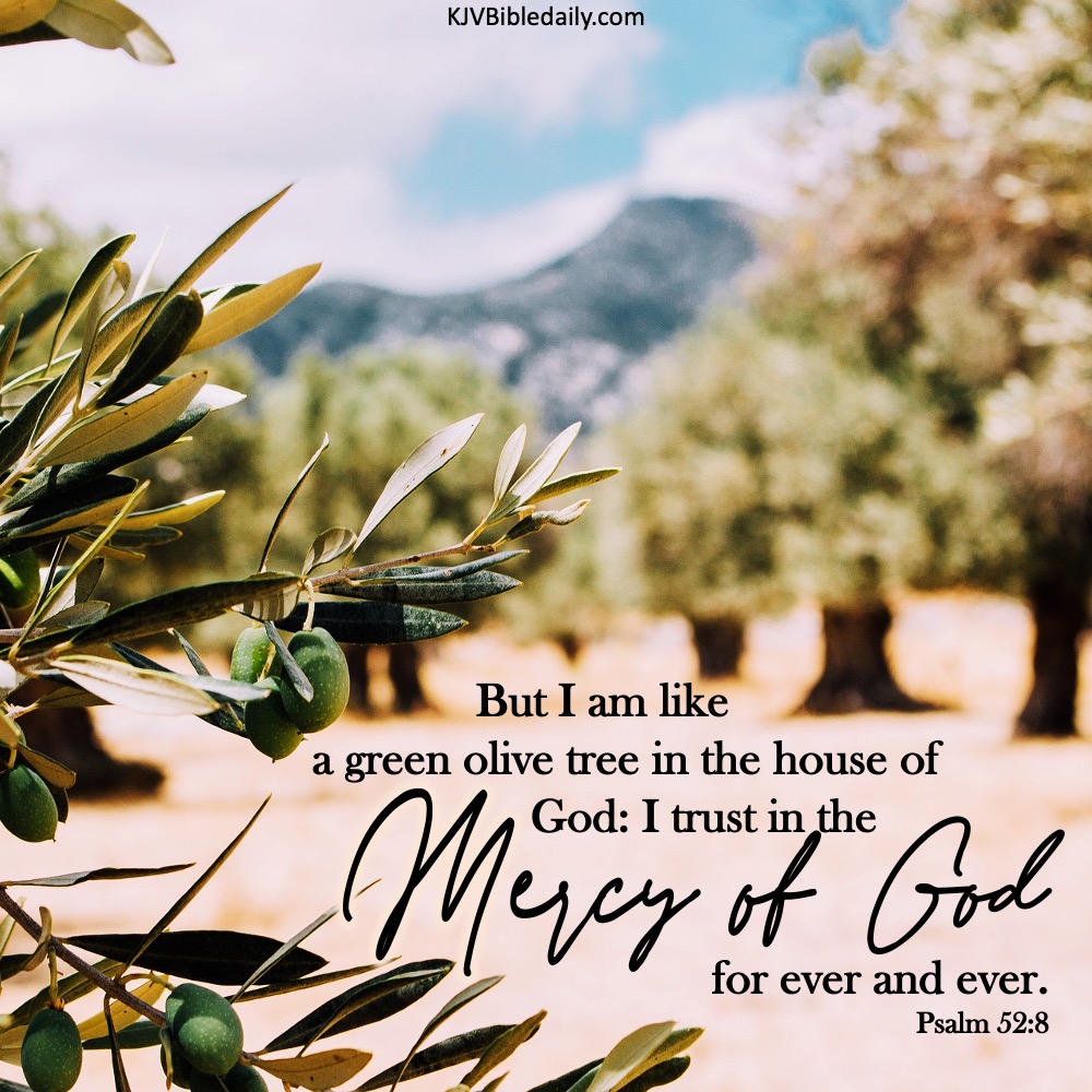 Psalm 52:8 KJV – KJV Bible Verses